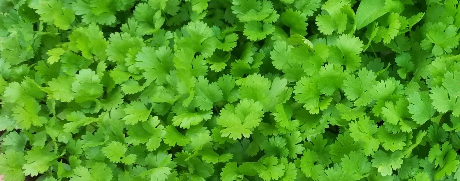 Composting Solutions
